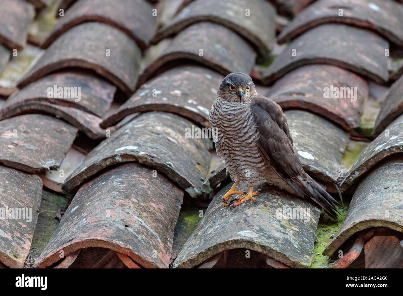 Closeup shot of a sharp-shinned hawk sitting on the roof of a house ...