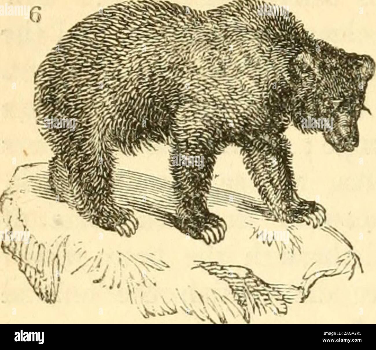 . Animals in menageries. s the occiput. The well-marked depressionand ...