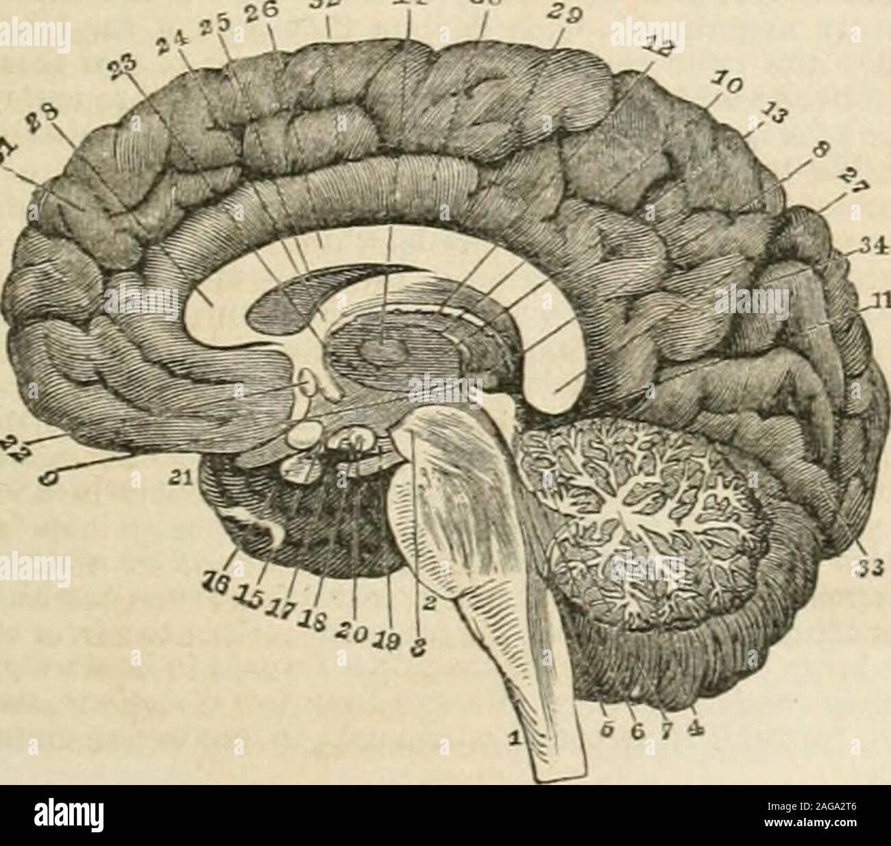 Human Eyeball Cut In Half