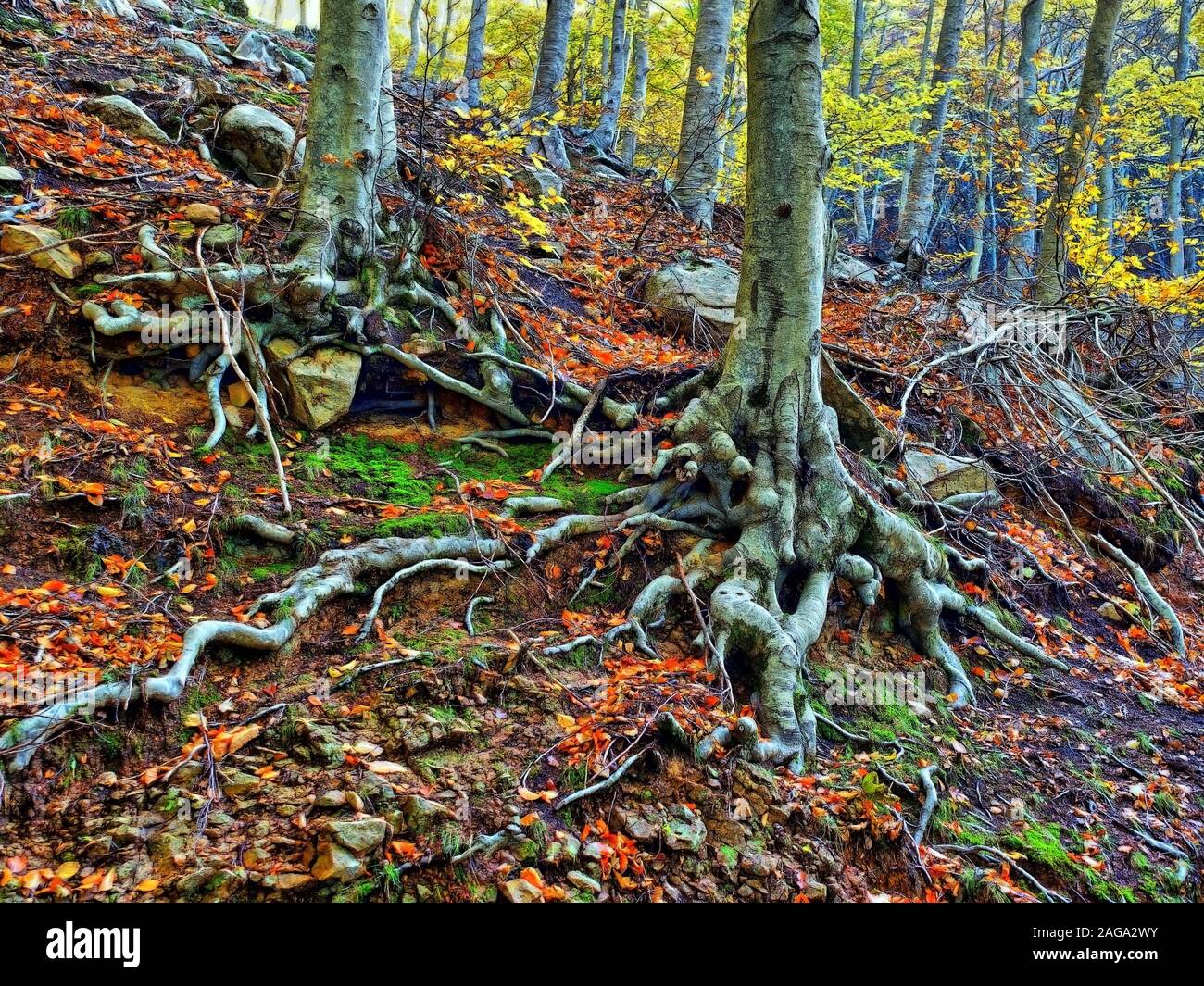 Tree roots in a forest in Matagalls mountains of the Montseny Massif ...