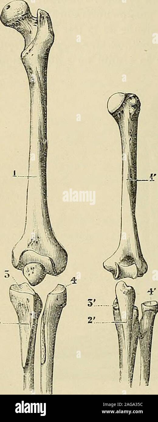 Anatomie du cubitus hi-res stock photography and images - Alamy