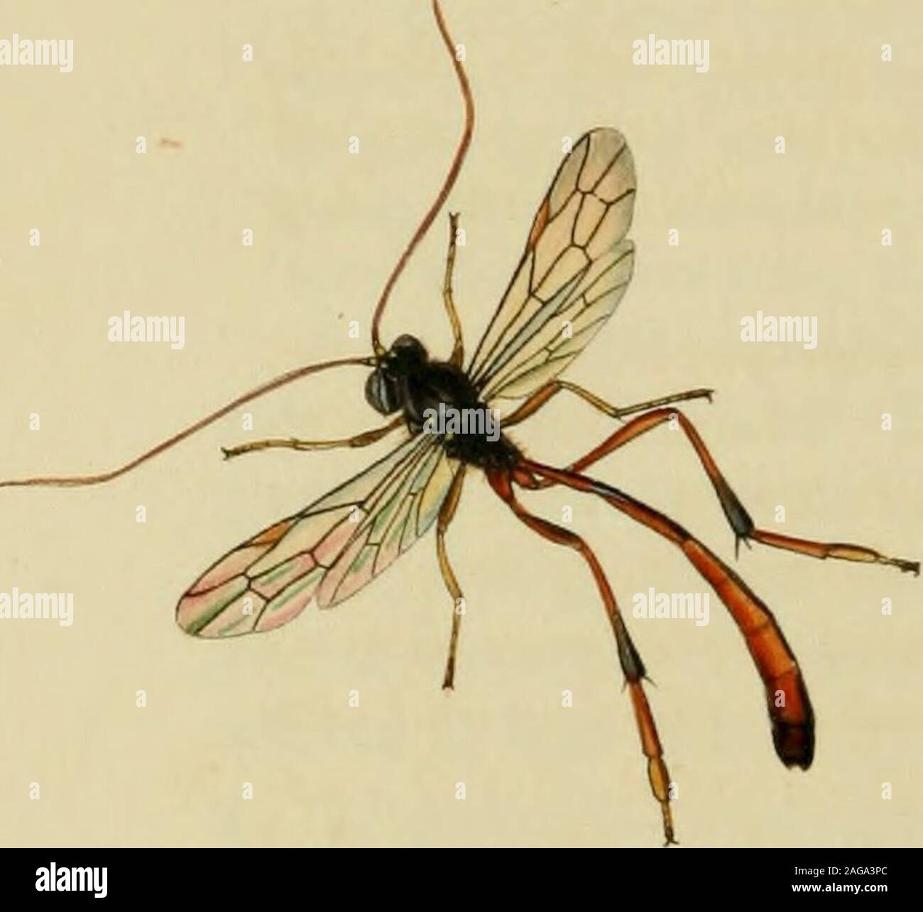 . British entomology; being illustrations and descriptions of the ...