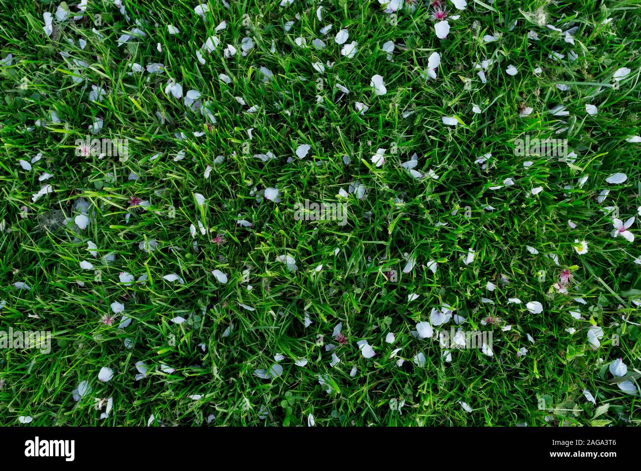 Beautiful background of green grass with tiny white flowers - great for ...