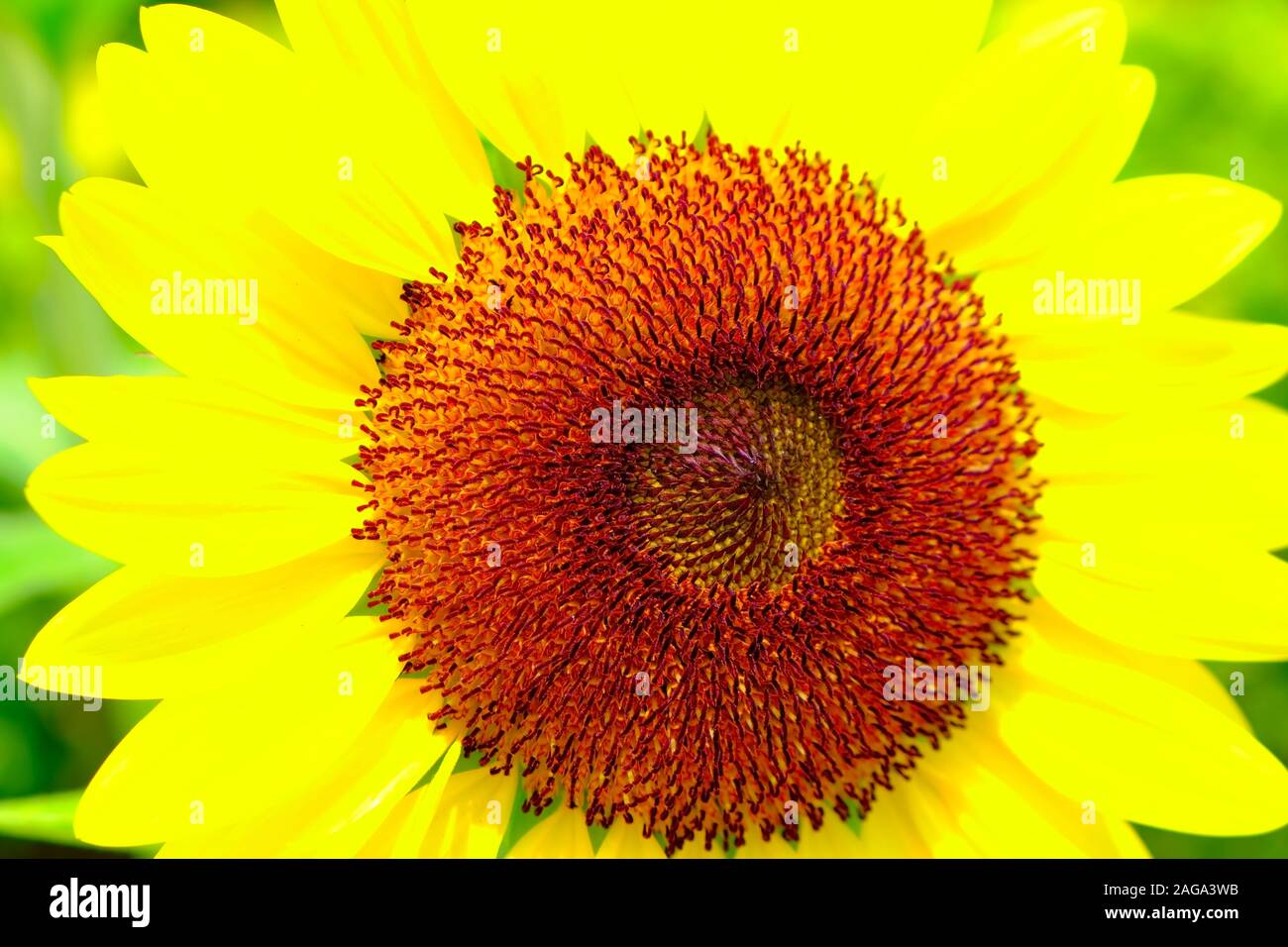 Sunflower core hi-res stock photography and images - Alamy
