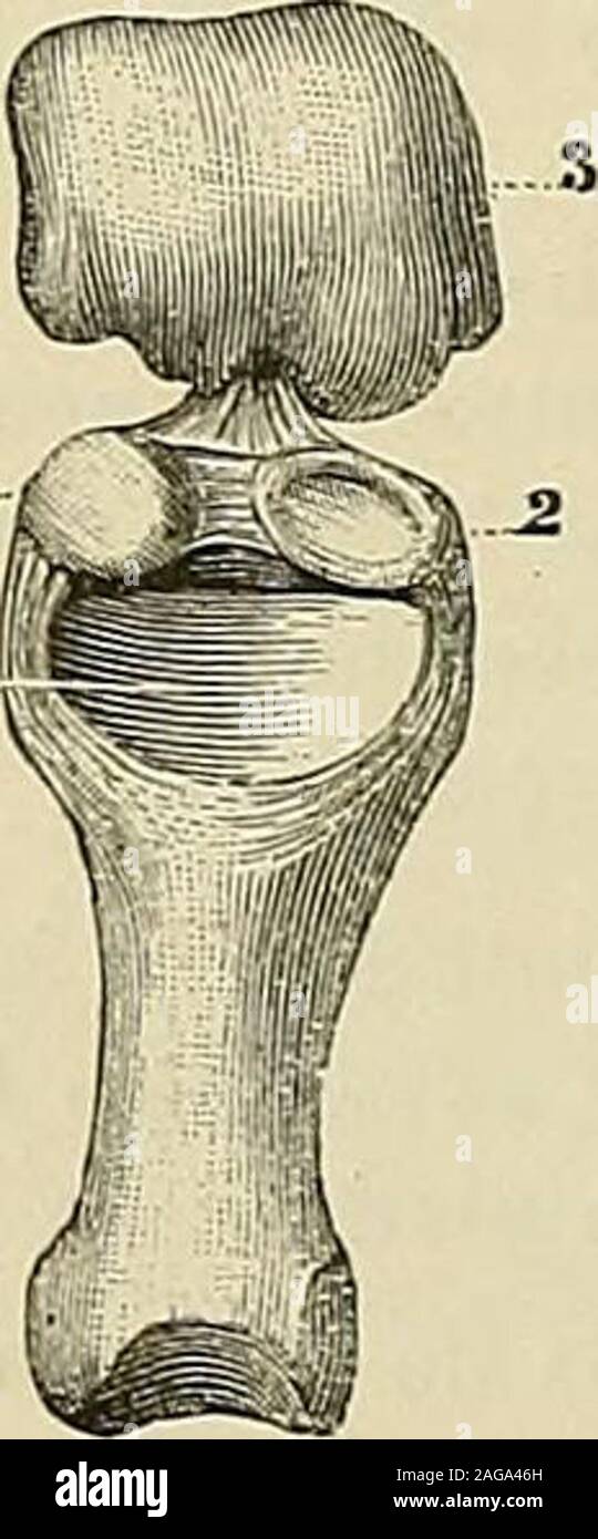 Os du doigt hi-res stock photography and images - Alamy