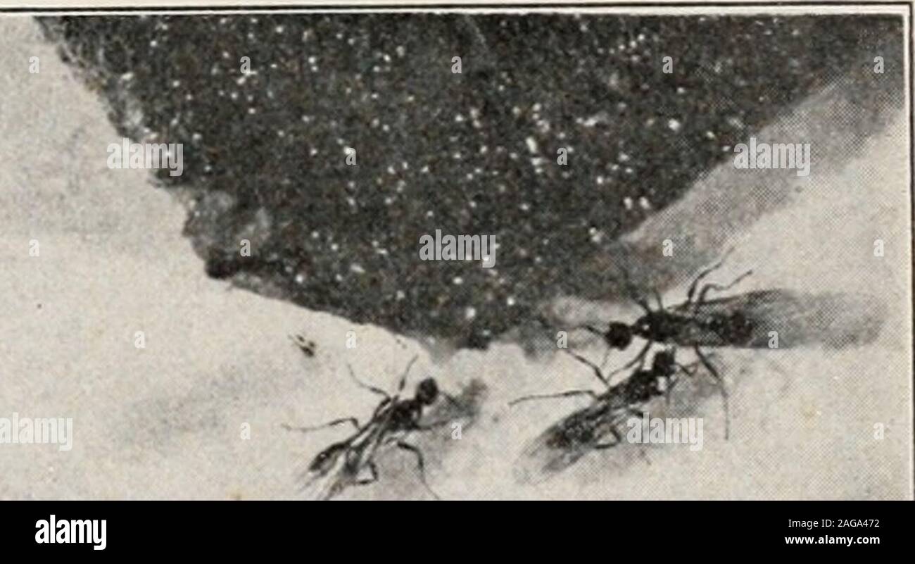 . Ants; their structure, development and behavior Stock Photo - Alamy