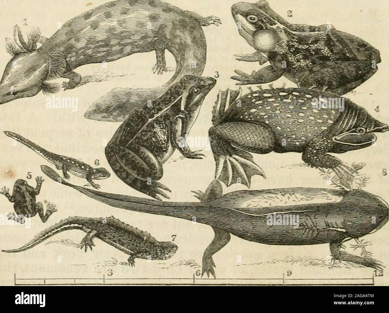 Goat pe hi-res stock photography and images - Alamy