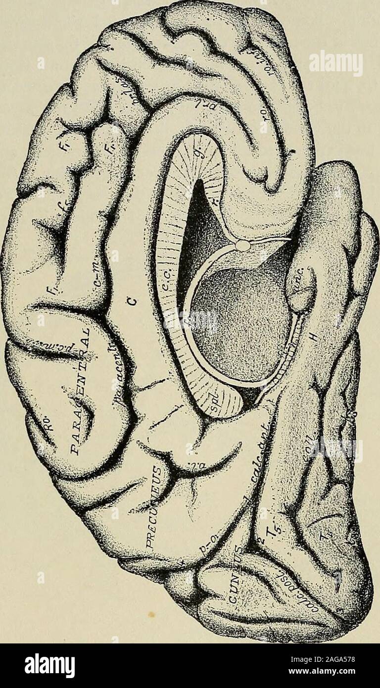Parieto occipital hi-res stock photography and images - Alamy