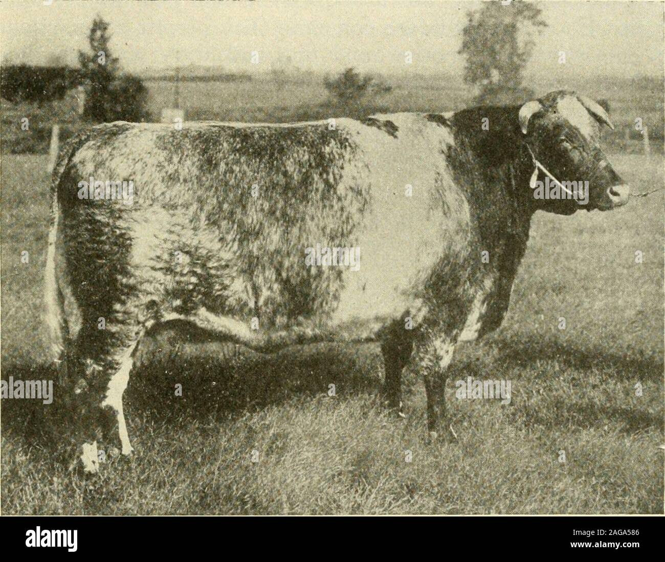 . Types and market classes of live stock. t expect her calves to be ...