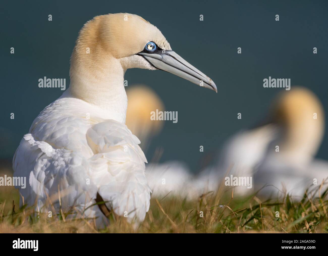 Northern gannet yorkshire hi-res stock photography and images - Alamy