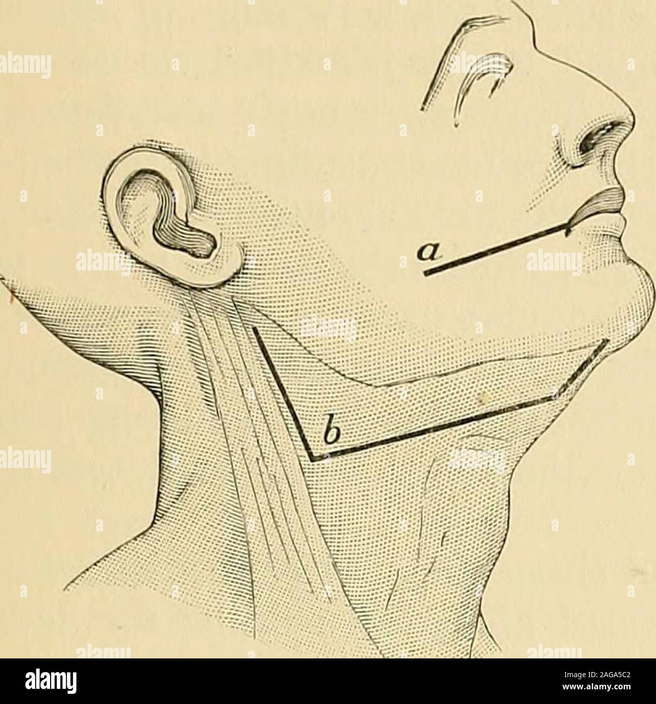 Tongue surface folds hi-res stock photography and images - Alamy