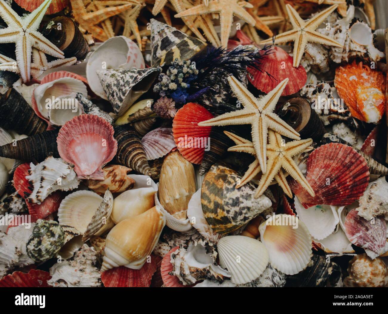 Natural seashell macro texture. Seashells background texture Stock ...