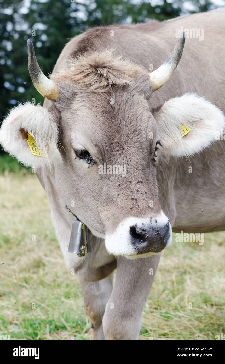 Bos domestic cow hi-res stock photography and images - Alamy