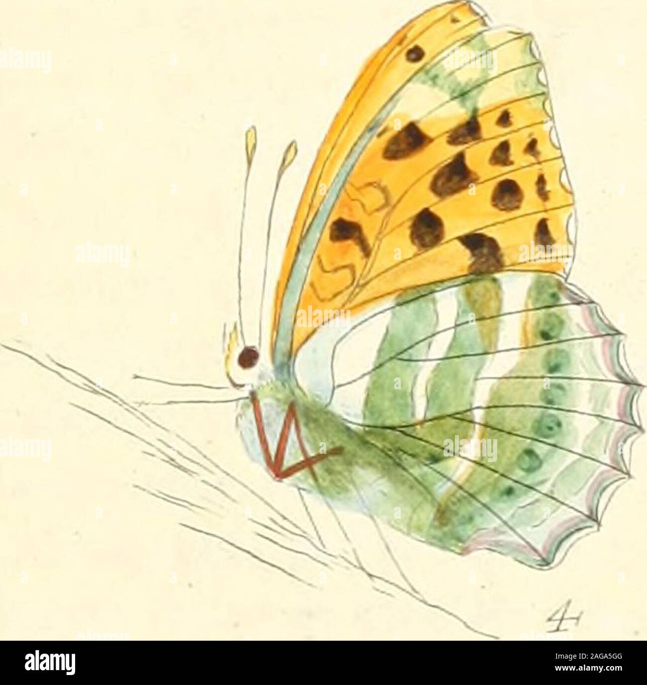 . The papilios of Great Britain : systematically arranged, accurately ...