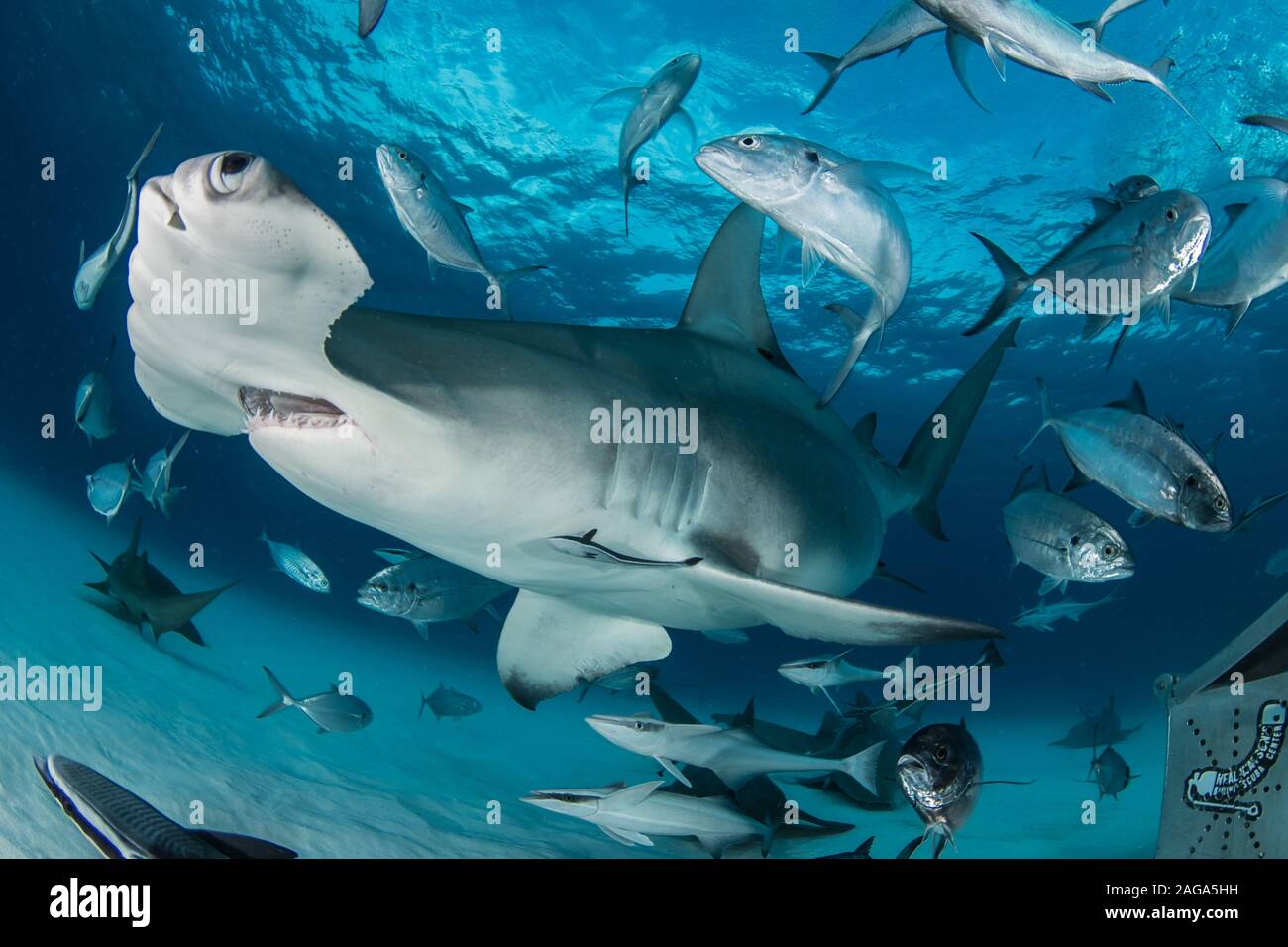 Great hammerhead shark coral reef hi-res stock photography and images ...