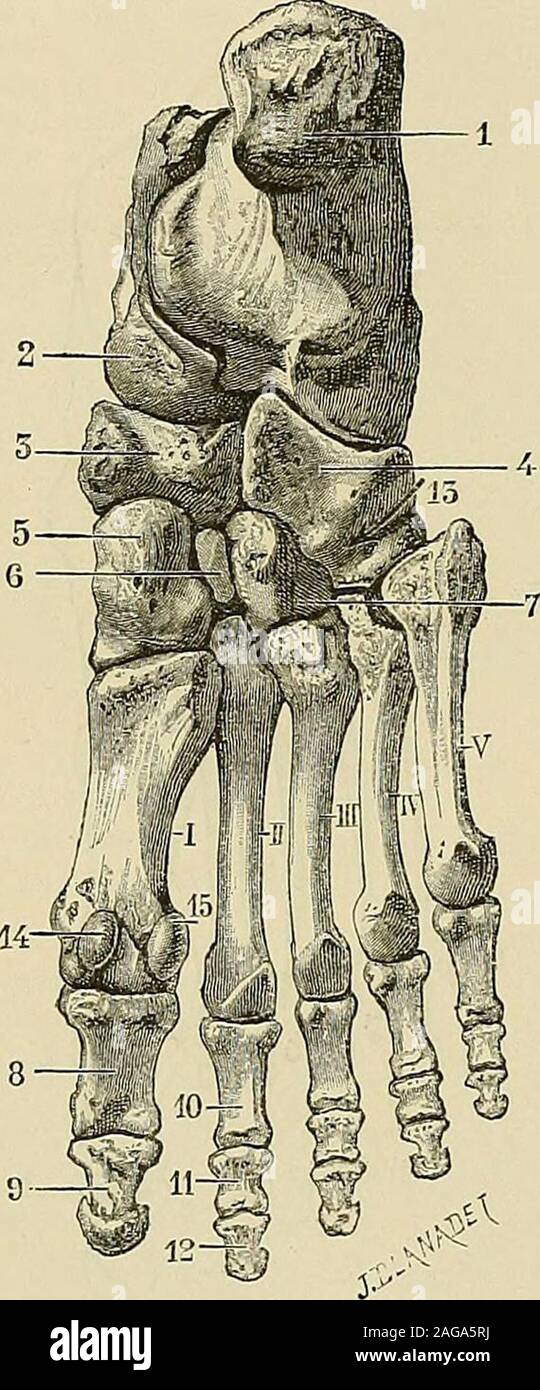 Os triangulaire hi-res stock photography and images - Alamy