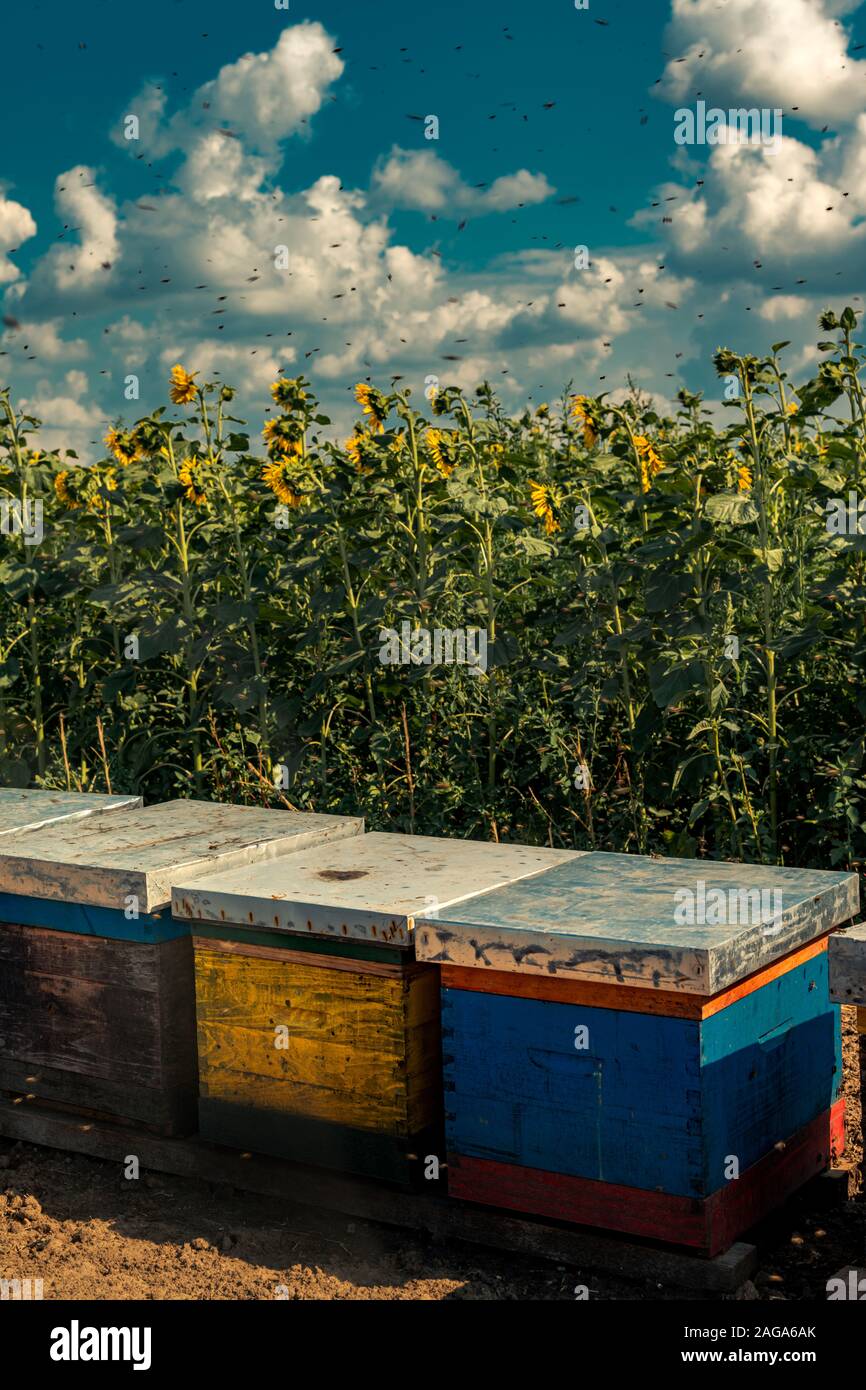 Beehives in sunflower field with many bees flying around and collecting ...