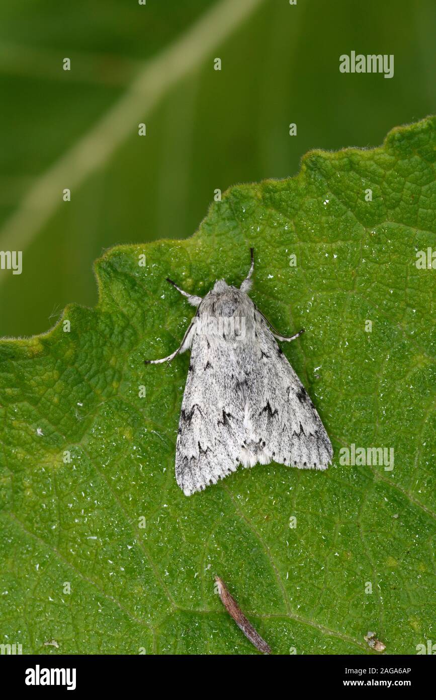 Grey dagger moth hi-res stock photography and images - Alamy