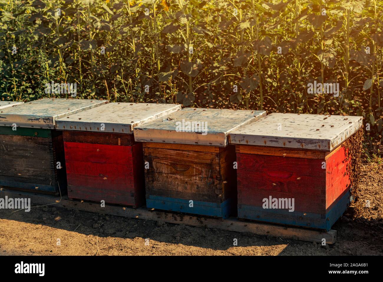 Beehives in sunflower field with many bees flying around and collecting ...