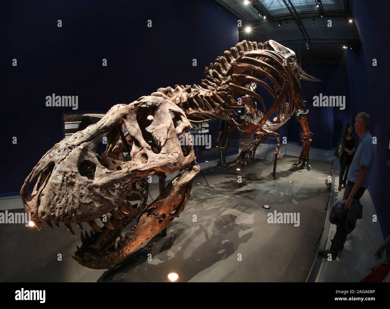 Trix the t rex hi-res stock photography and images - Alamy