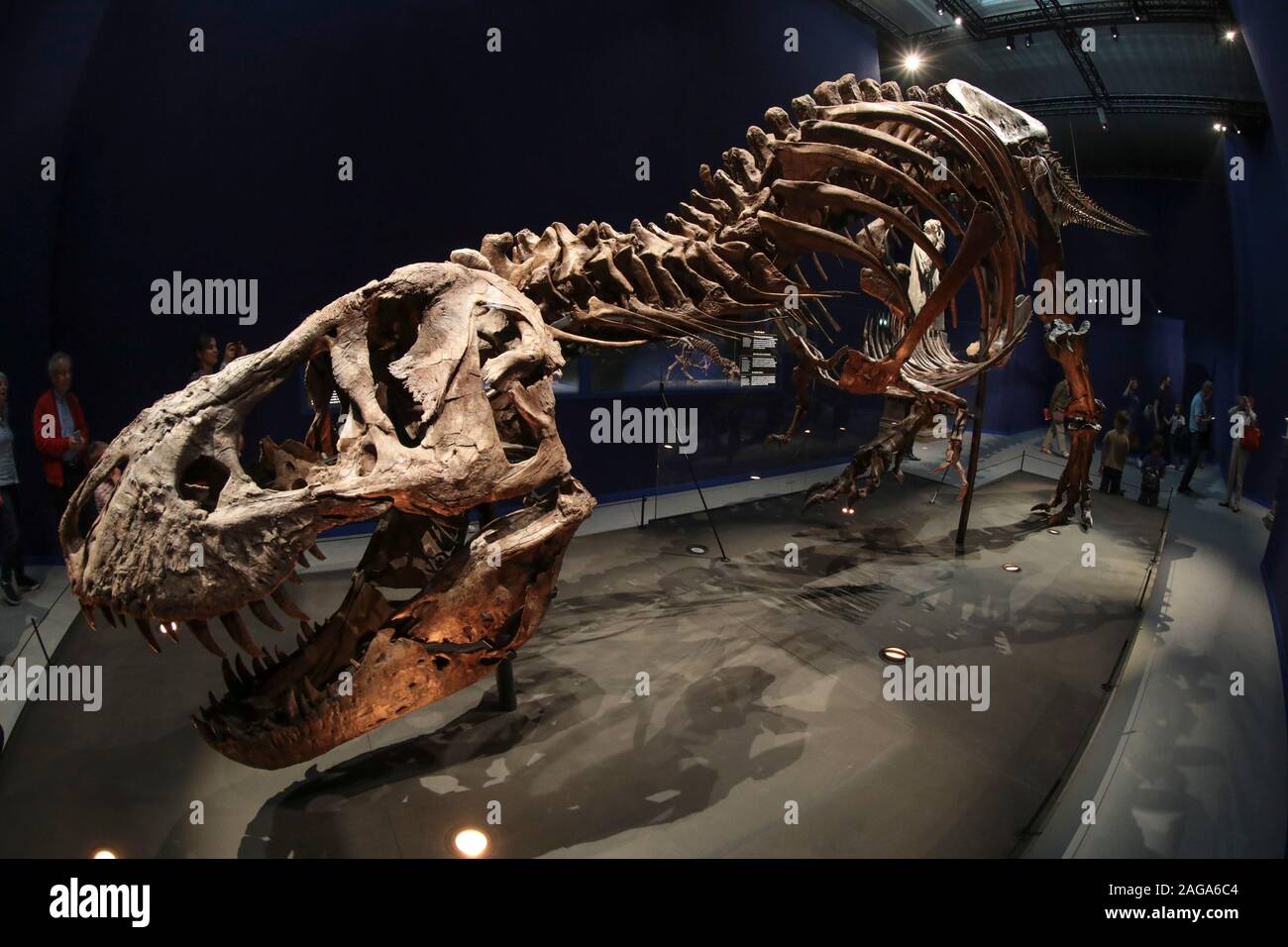 A T-REX IN PARIS Stock Photo - Alamy