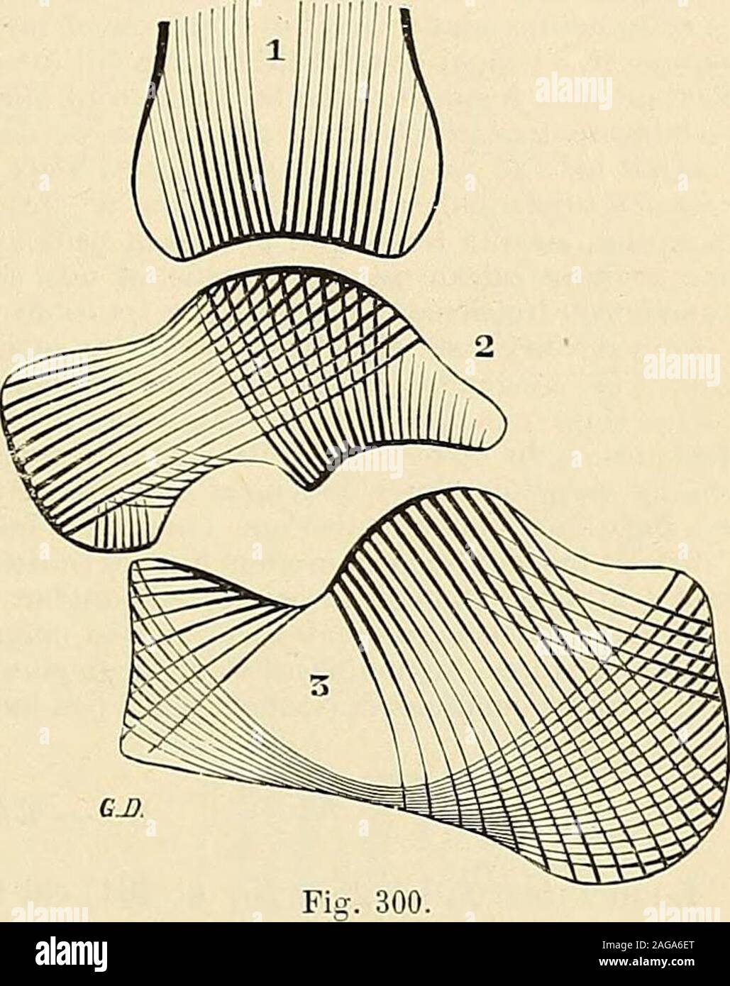 Anatomie pied hi-res stock photography and images - Alamy