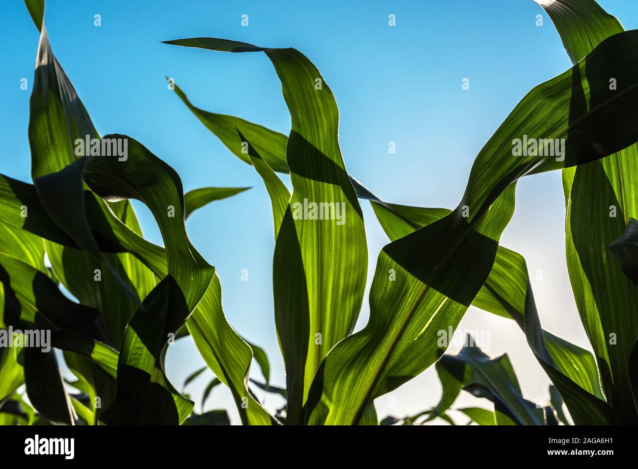 Green corn maize crop leaves in sunset, close up of plants growing in ...
