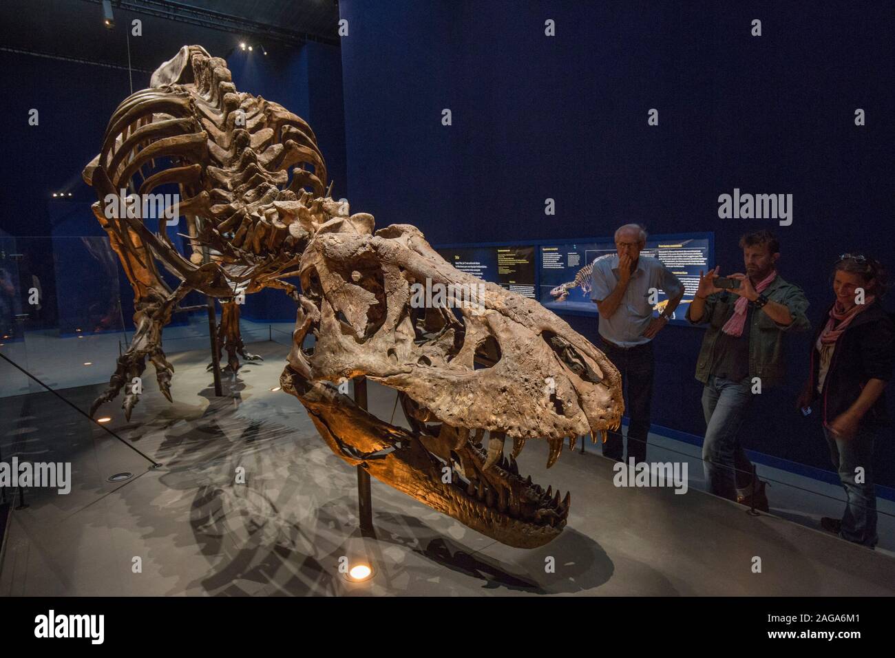 Trix the t rex hi-res stock photography and images - Alamy