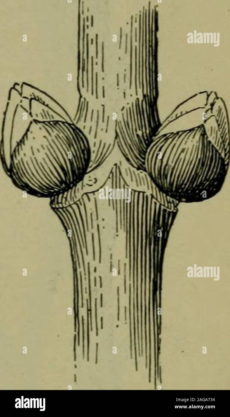 . Foundations of botany. A B Fig. 83. —Accessory Buds of Box-Elder ...