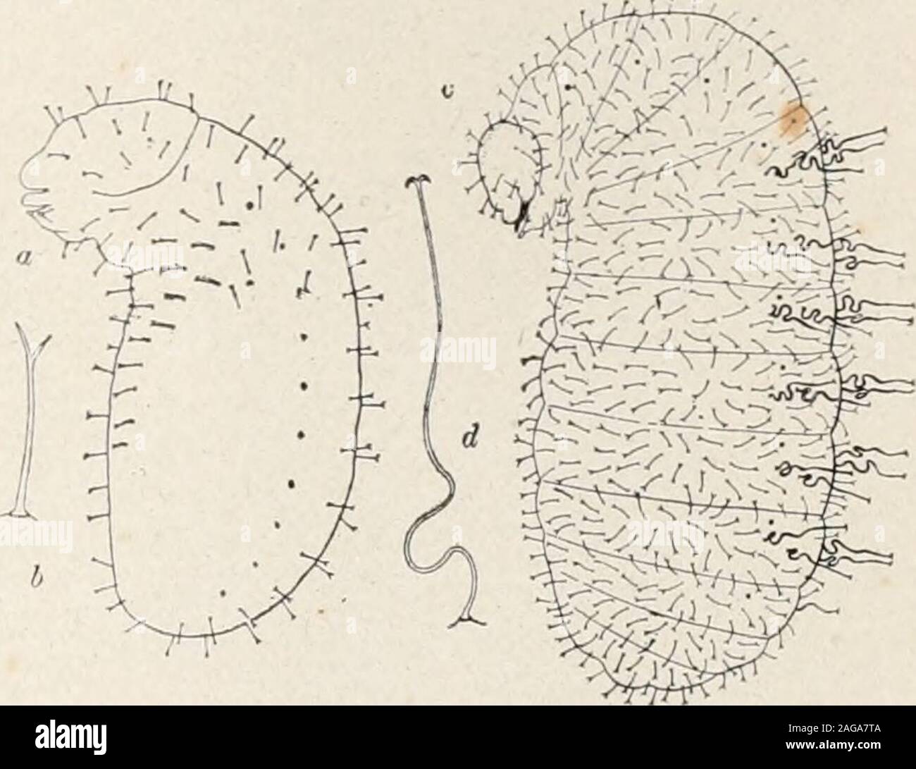 . Ants; their structure, development and behavior. ed and ...