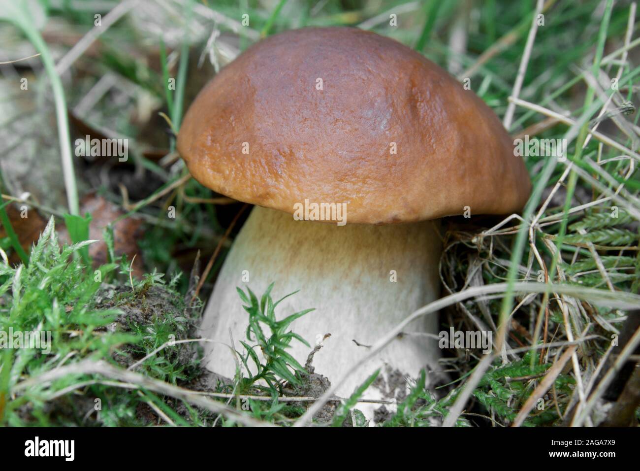 Porcini mushroom grows in hi-res stock photography and images - Alamy