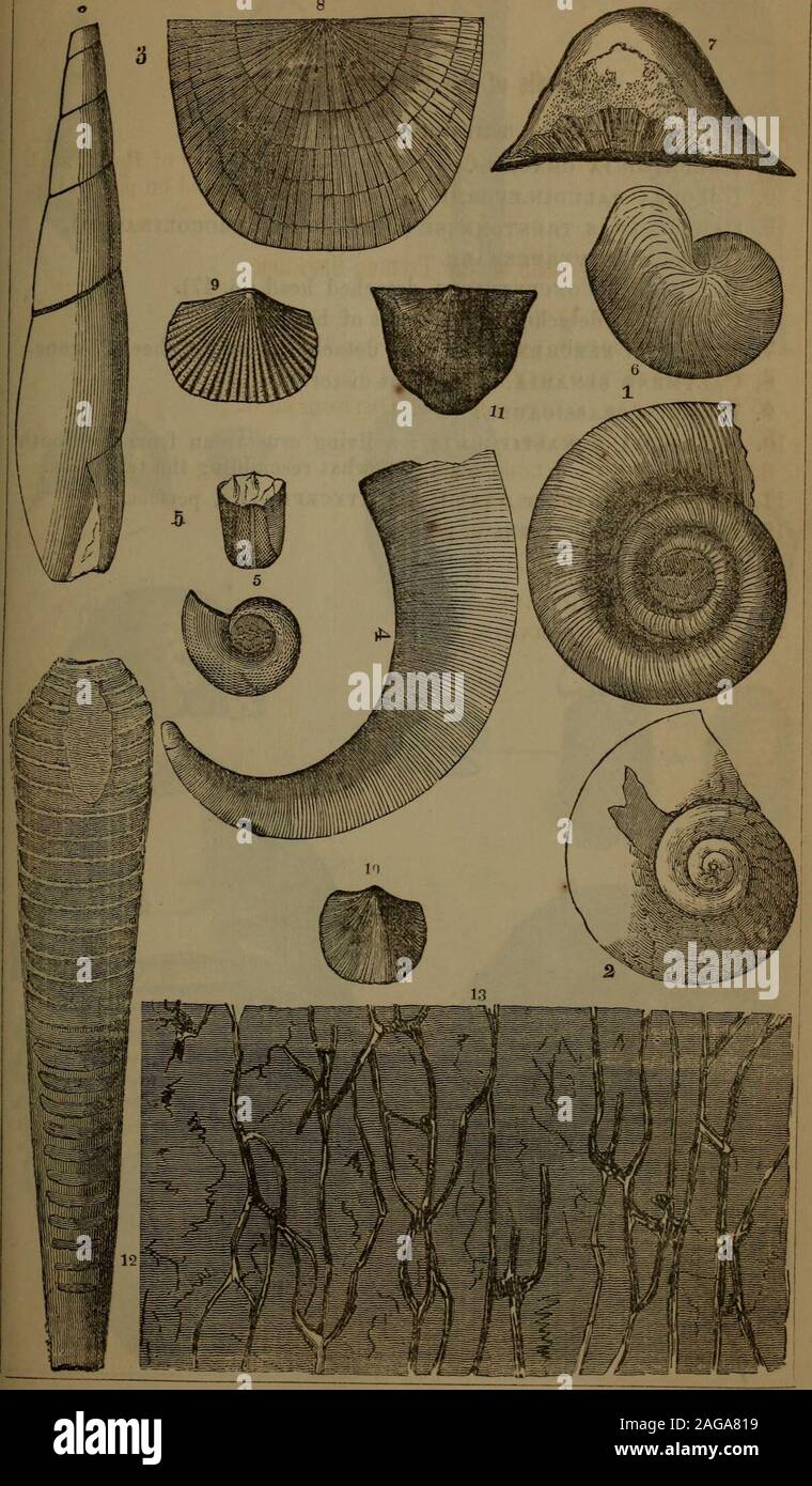 Orthoceras fossils hi-res stock photography and images - Alamy