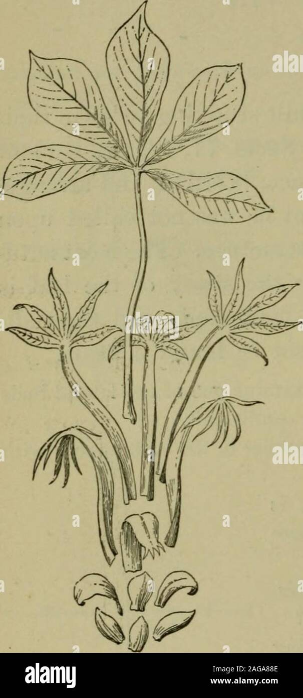 Lateral bud hi-res stock photography and images - Alamy