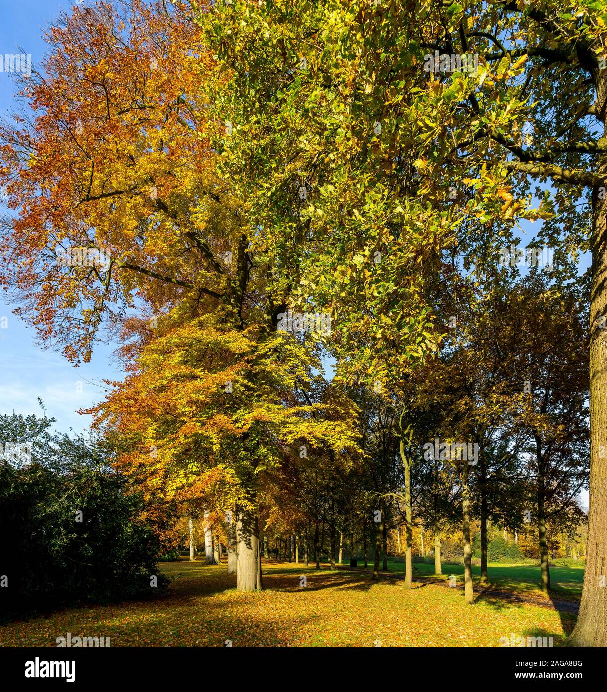 Autumn_leaves hi-res stock photography and images - Alamy