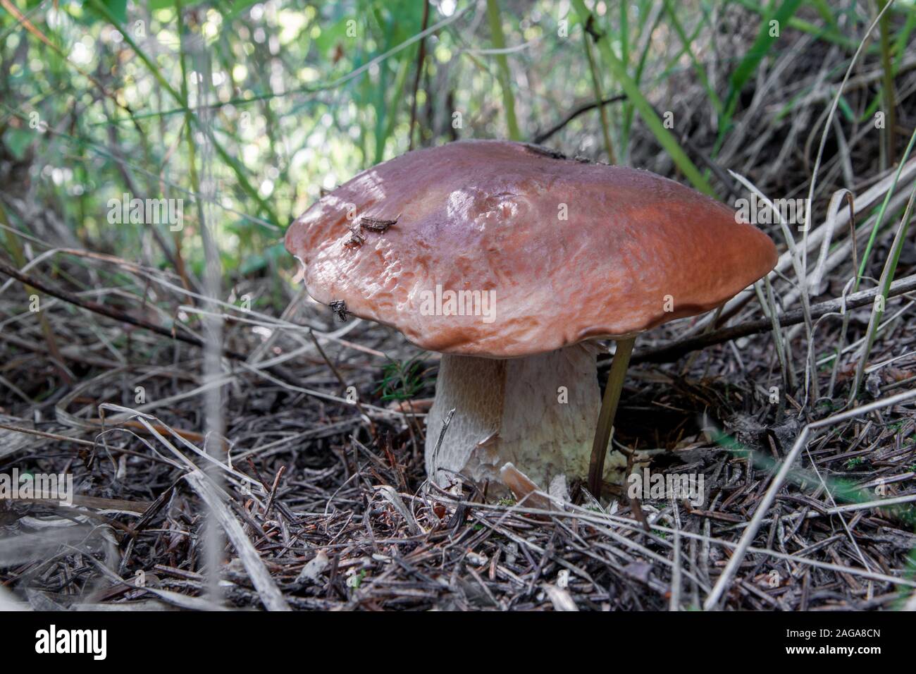 Porcini mushroom grows in hi-res stock photography and images - Alamy