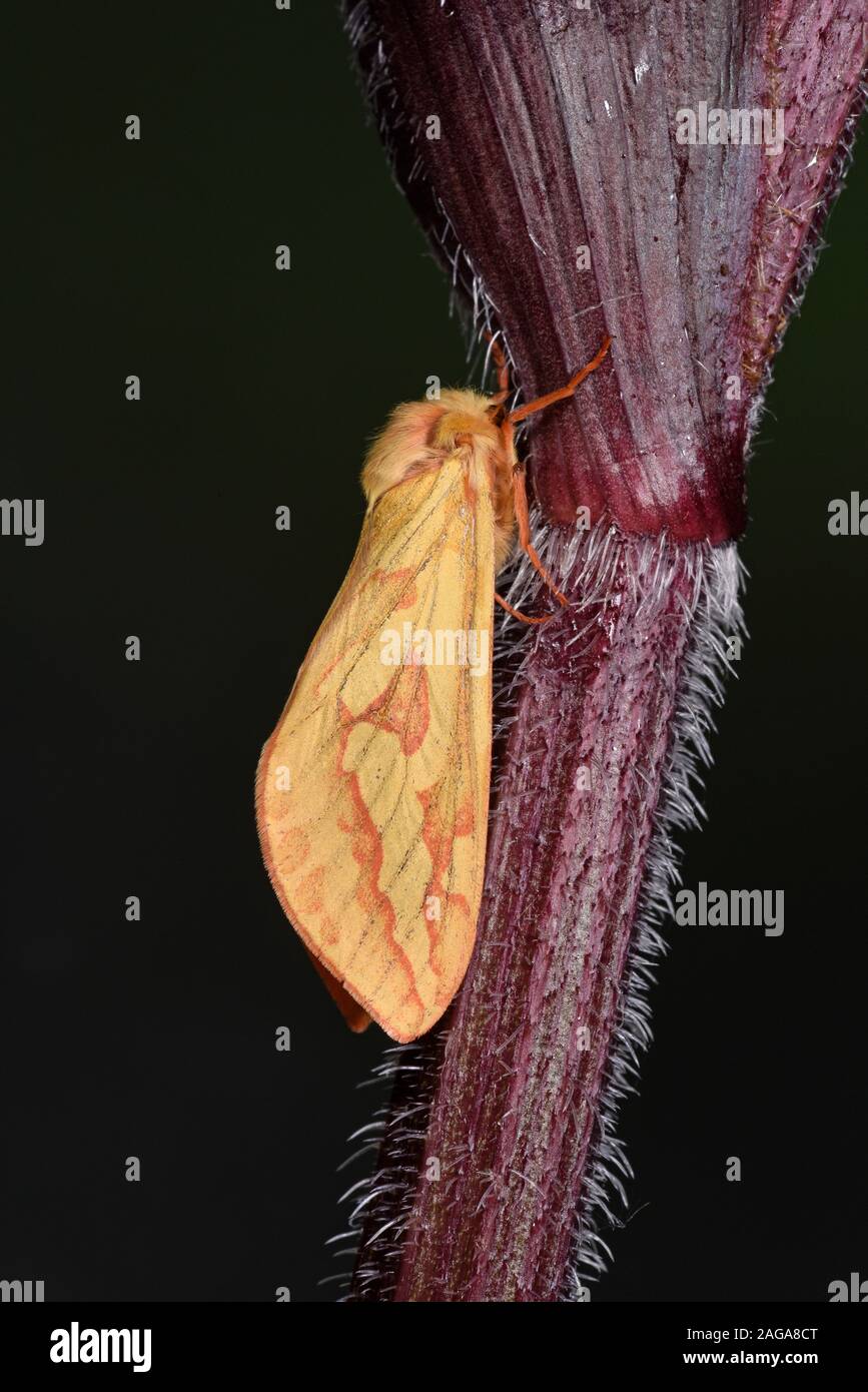 Underground stem hi-res stock photography and images - Alamy