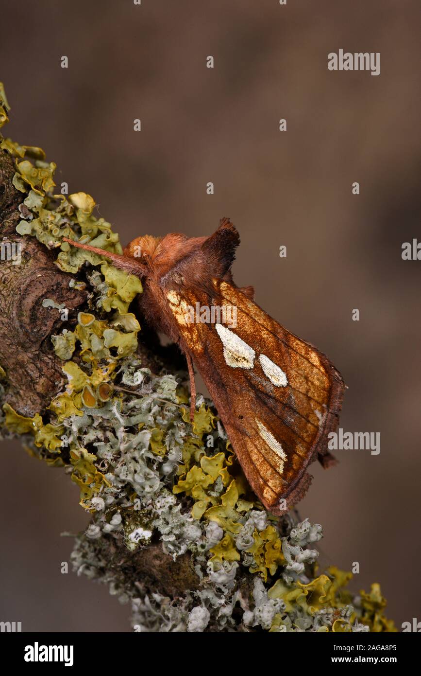 Gold Spot Moth (Plusia festucae) at rest on lichen covered branch ...