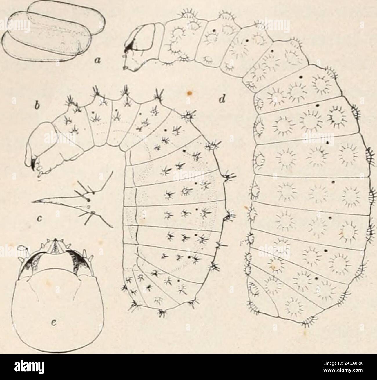 . Ants; their structure, development and behavior. 74 ANTS.. function ...