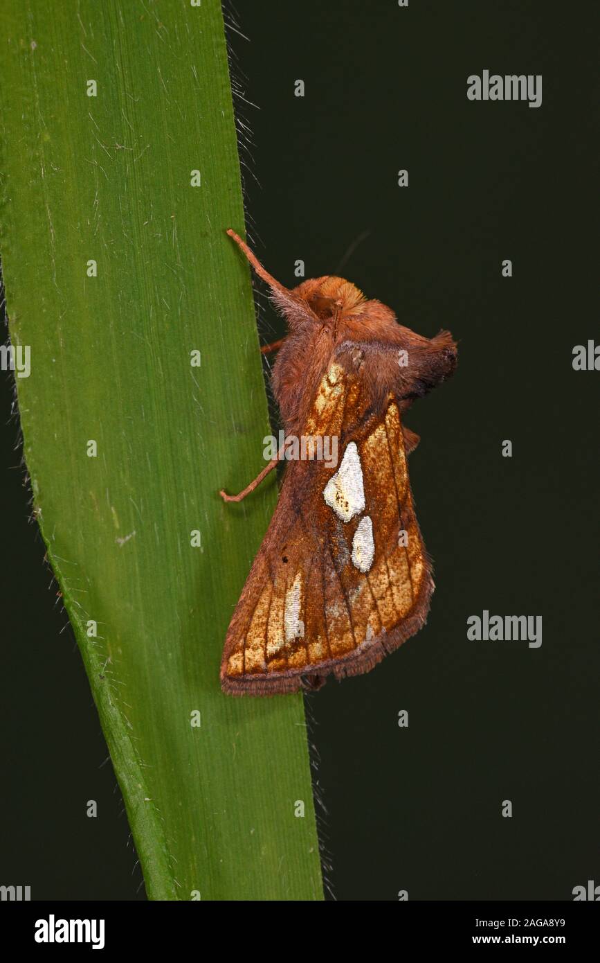 Gold Spot Moth (Plusia festucae) at rest on blade of grass, Wales, July ...