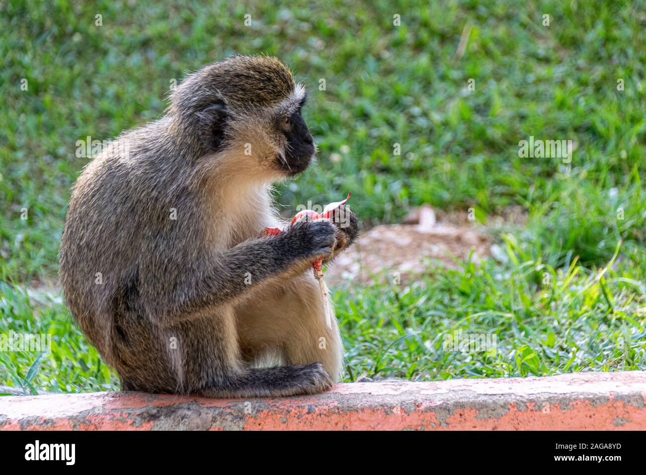Monkey sitting on roadside hi-res stock photography and images - Alamy