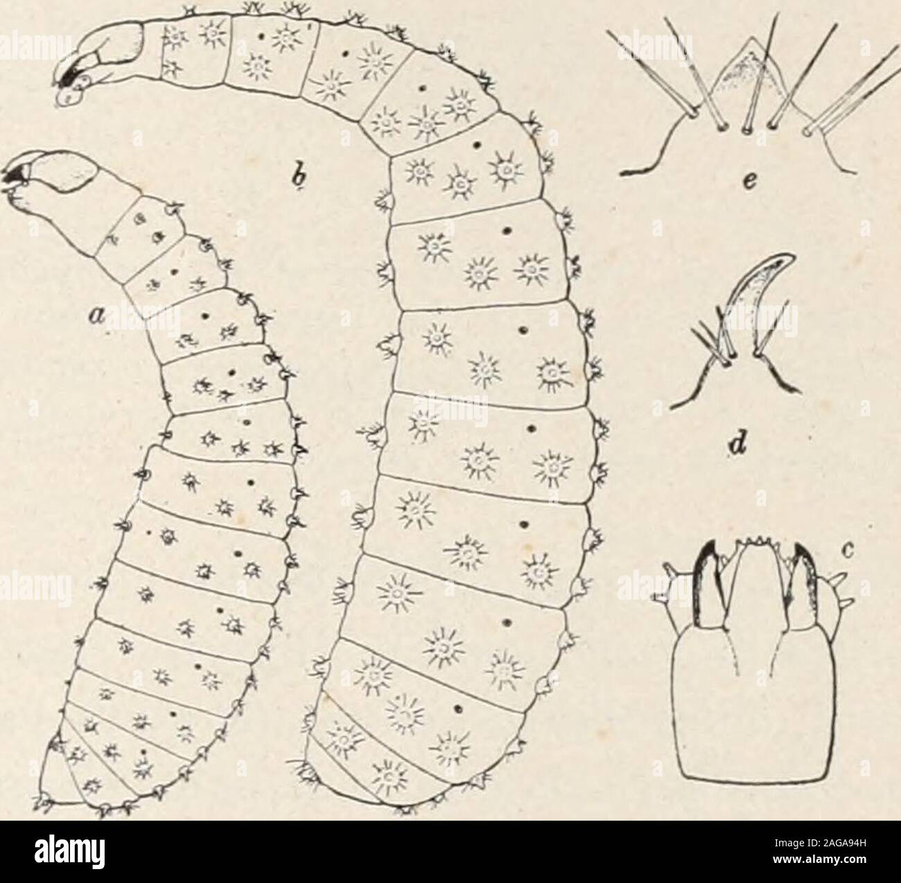 . Ants; their structure, development and behavior. ll-defined functions ...