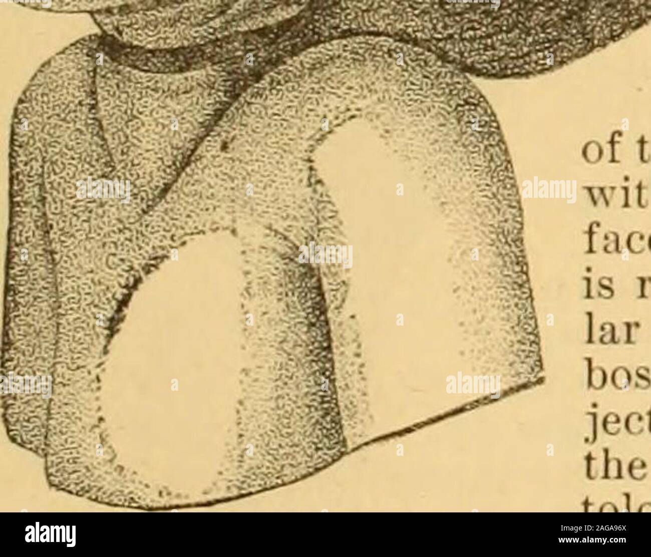 Cyclopia hi-res stock photography and images - Alamy