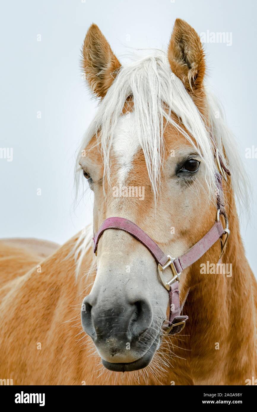 The little horse hi-res stock photography and images - Alamy