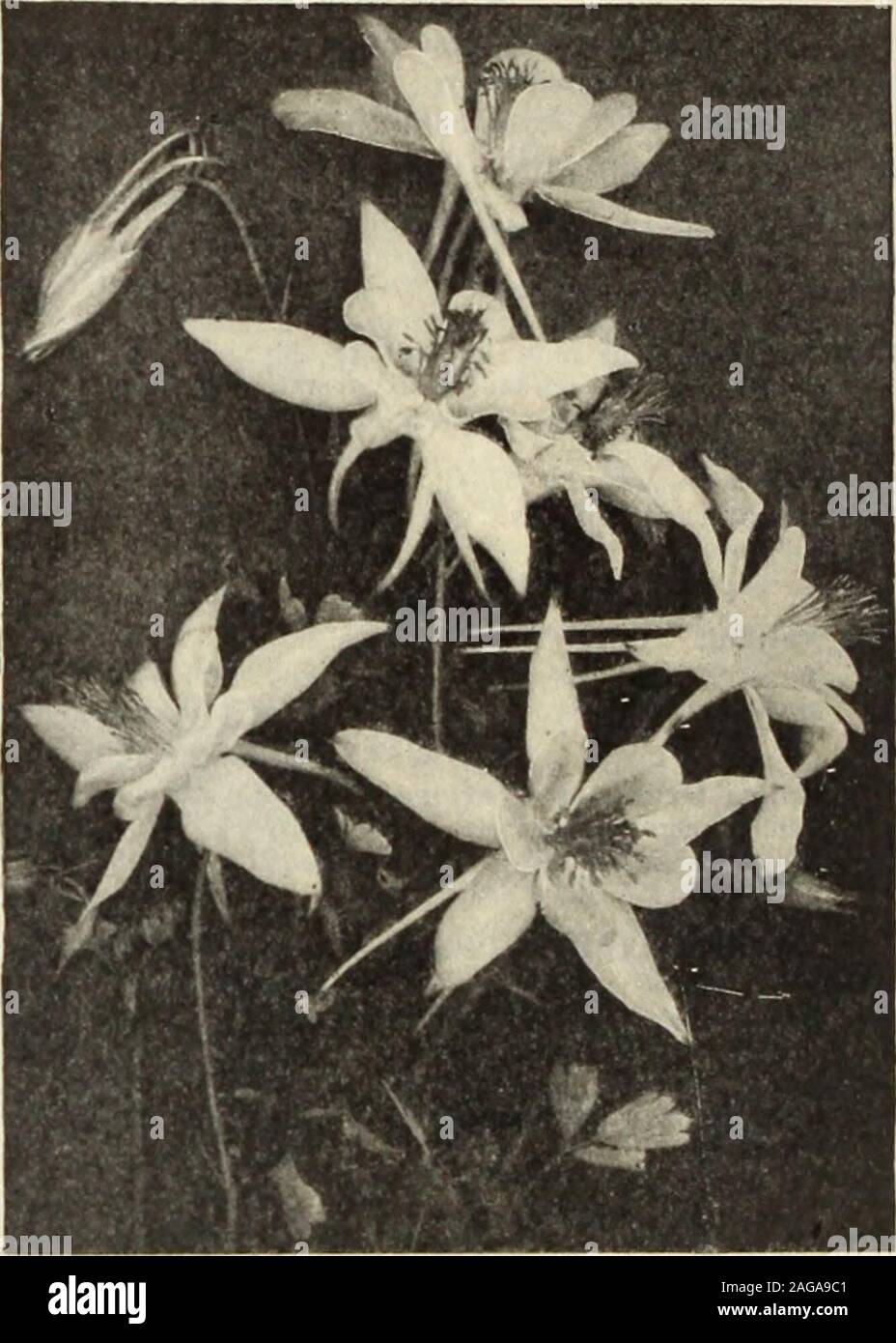 Long spurred flowers hi-res stock photography and images - Alamy