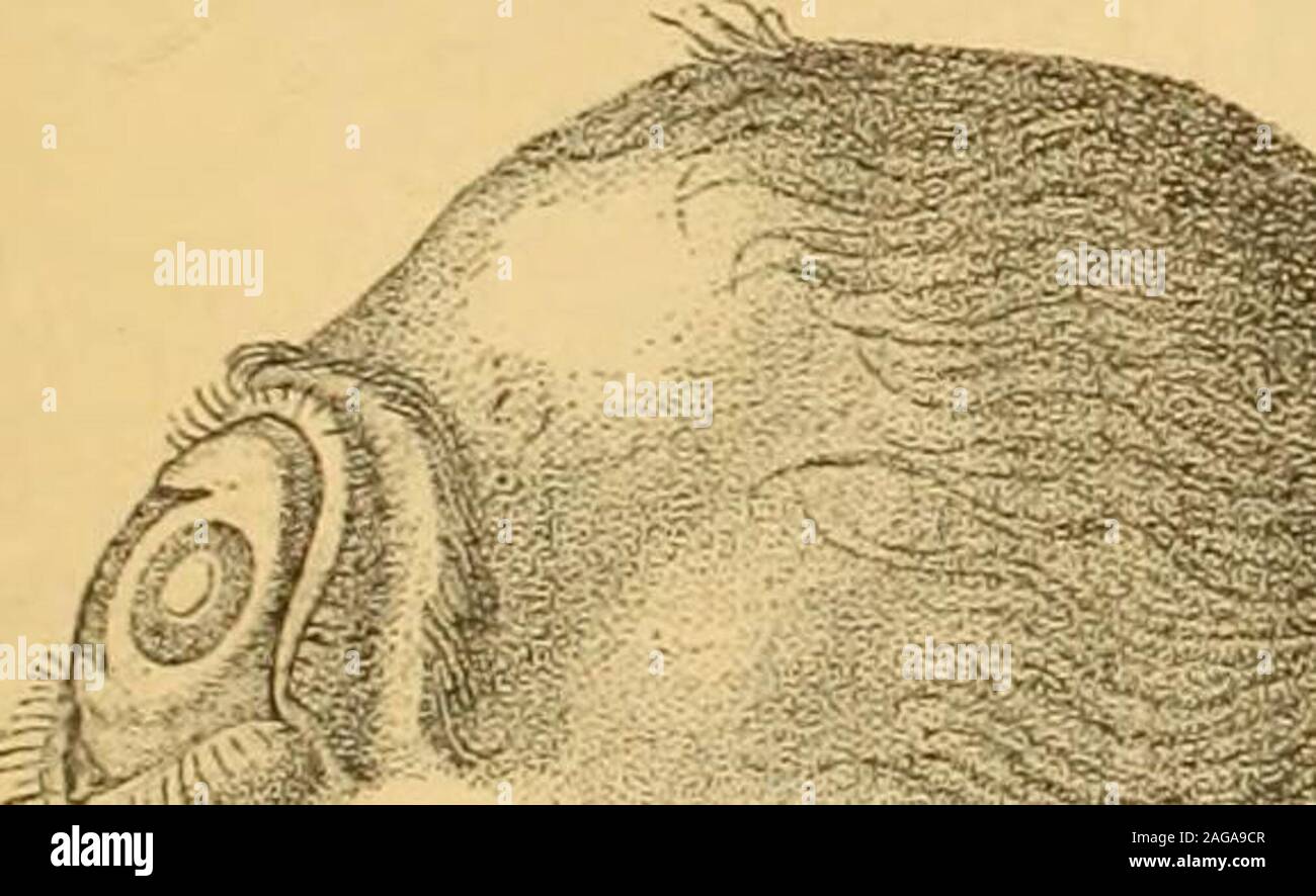 Cyclopia hi-res stock photography and images - Alamy