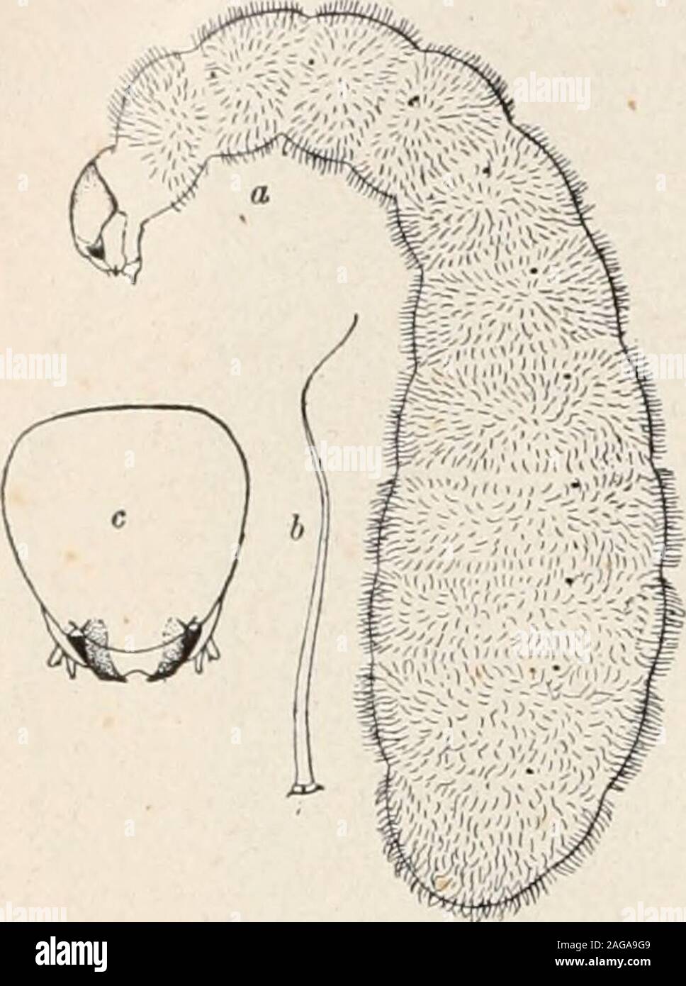 . Ants; their structure, development and behavior. head is folded over ...