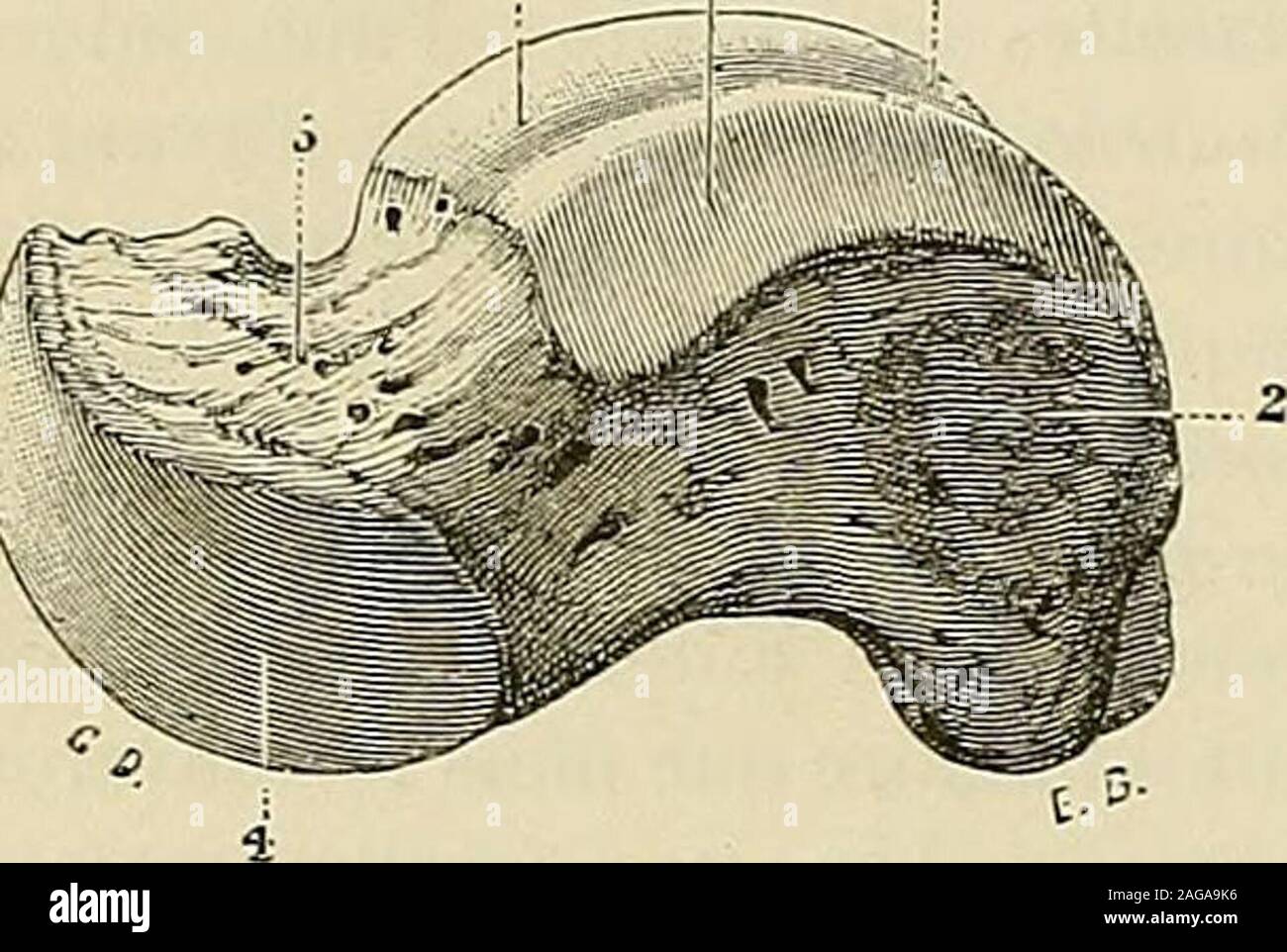 . Traité d'anatomie humaine : anatomie descriptive, histologie ...