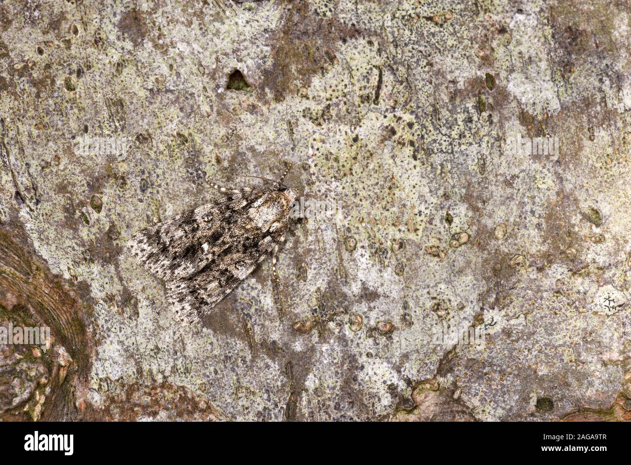 Knot Grass Moth (Acronicta rumicis) at rest on tree trunk, camouflaged ...