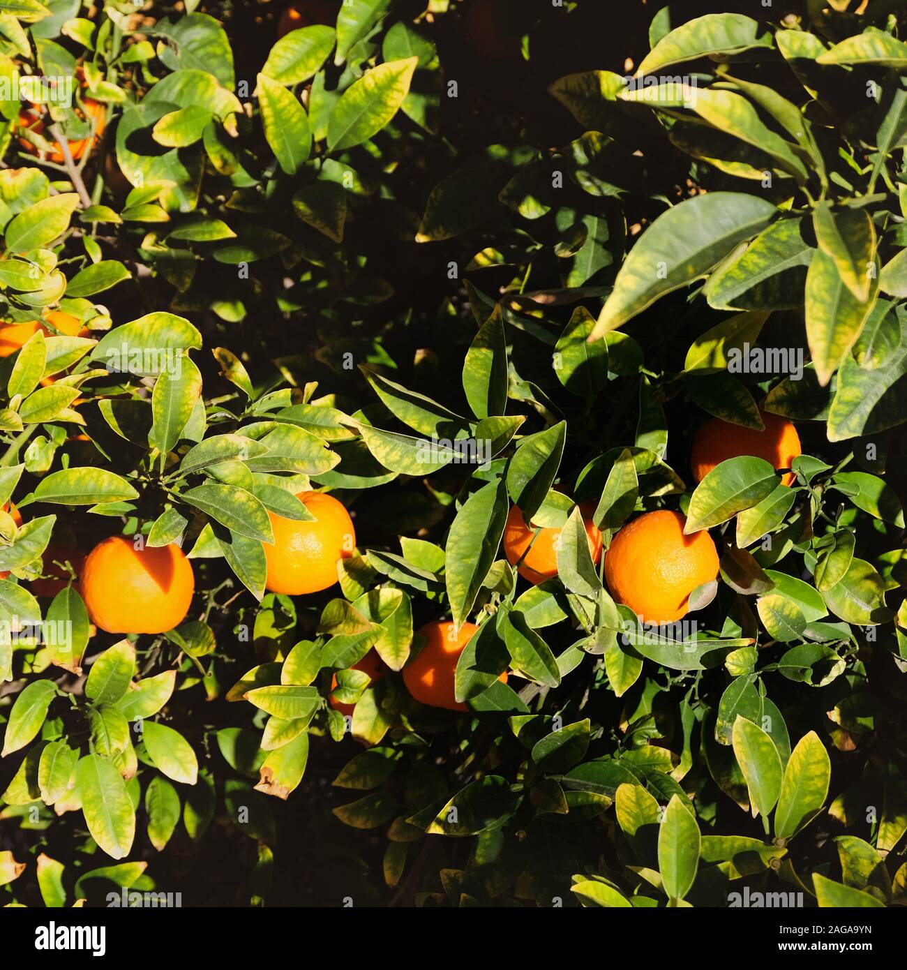 Square framing hi-res stock photography and images - Alamy