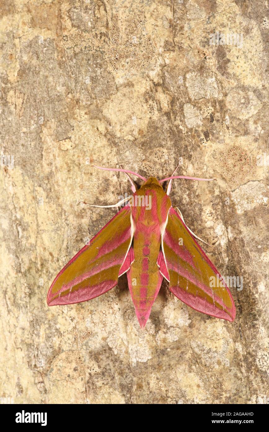 Large Elephant Hawk-moth (Deilephila elpenor) resting on tree trunk ...